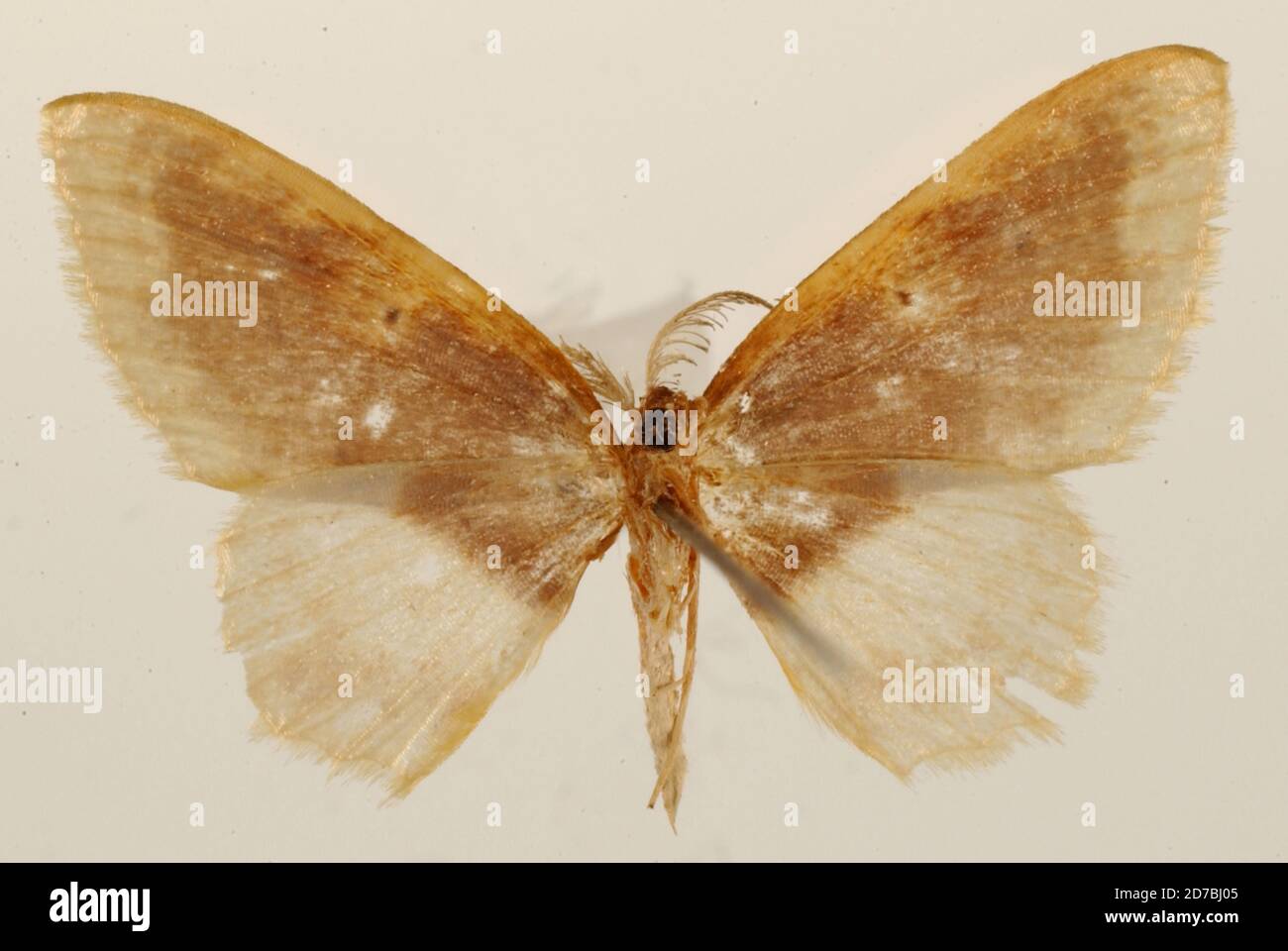 Cambogia oculata dognin hi-res stock photography and images - Alamy