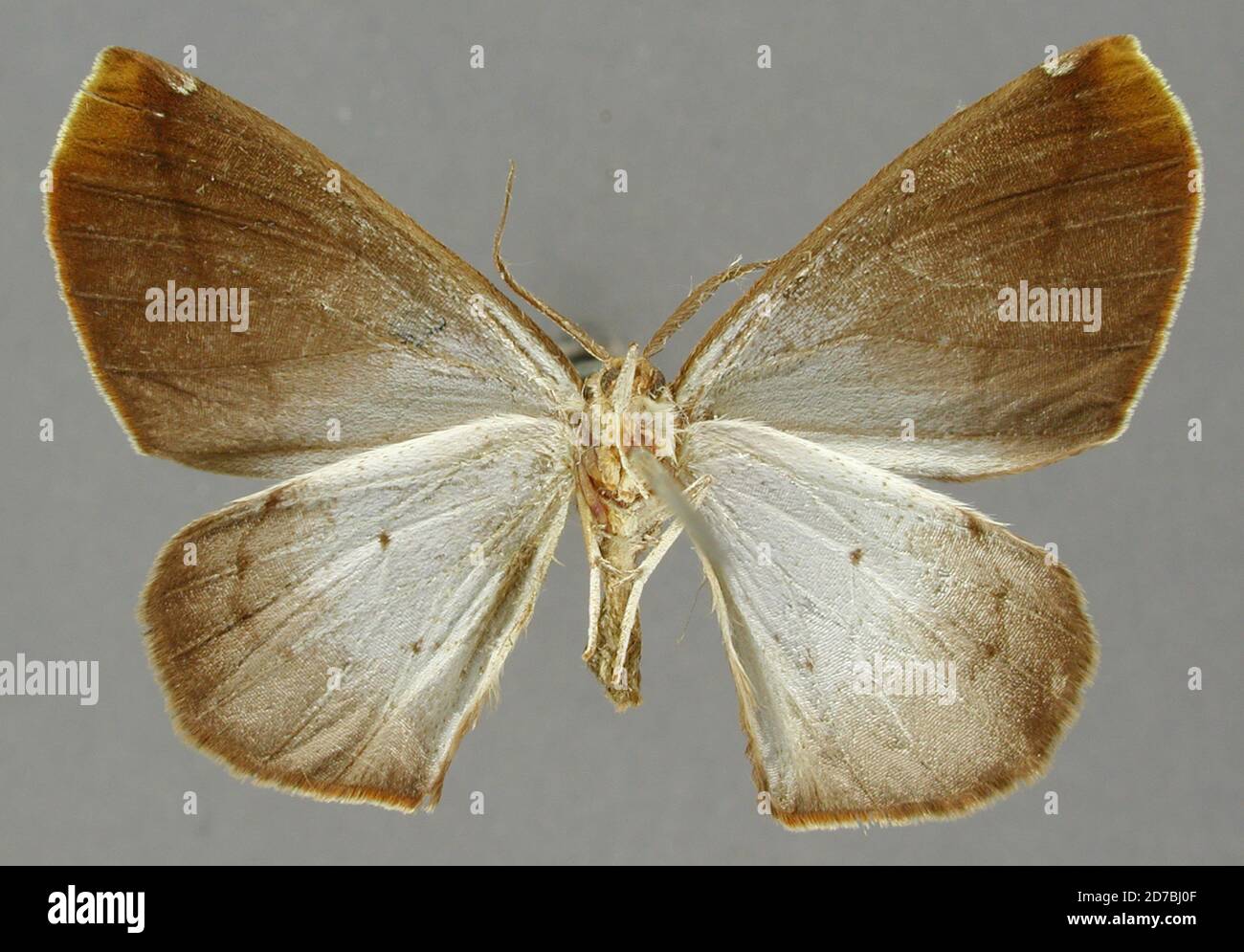 Pinned, Peru, Sicya obscurissima Thierry-Mieg, 1894, Animalia ...