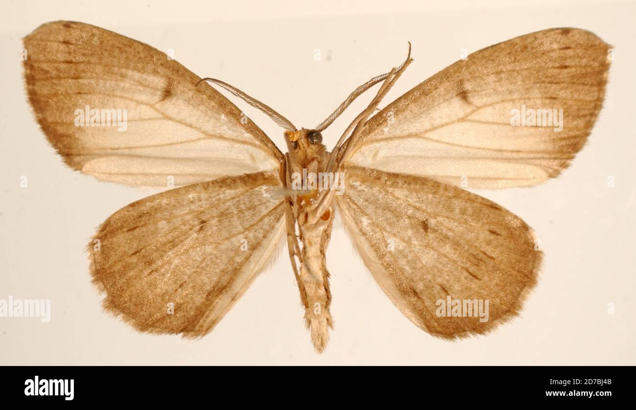 Nipteria panacea thierry mieg hi-res stock photography and images - Alamy