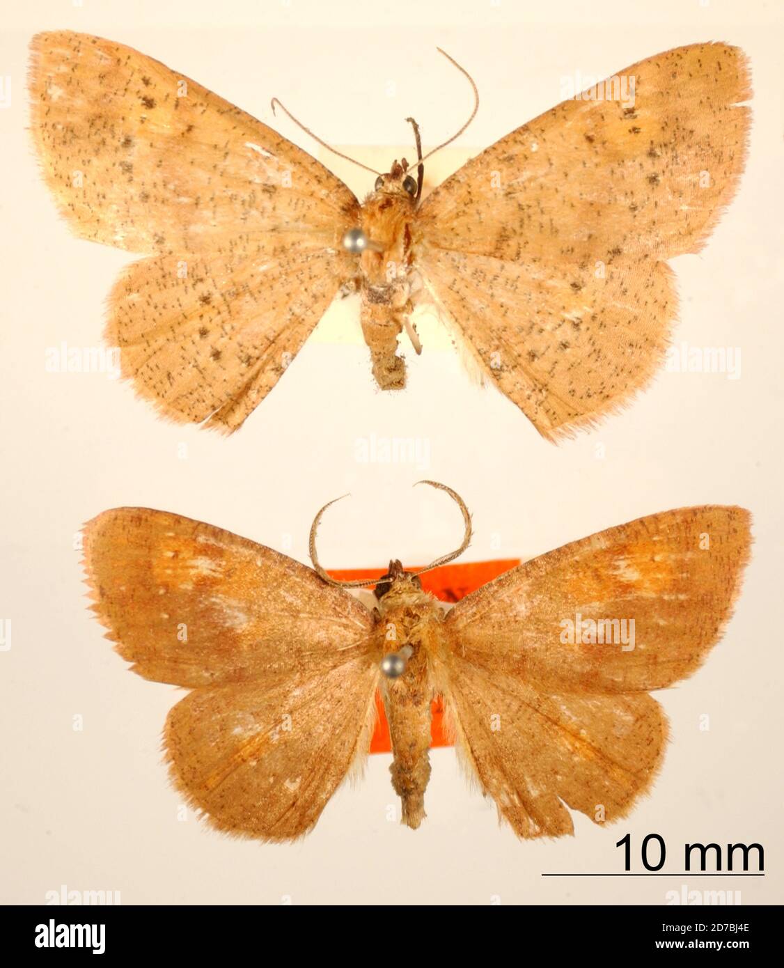 Petelia pallidula schaus hi-res stock photography and images - Alamy