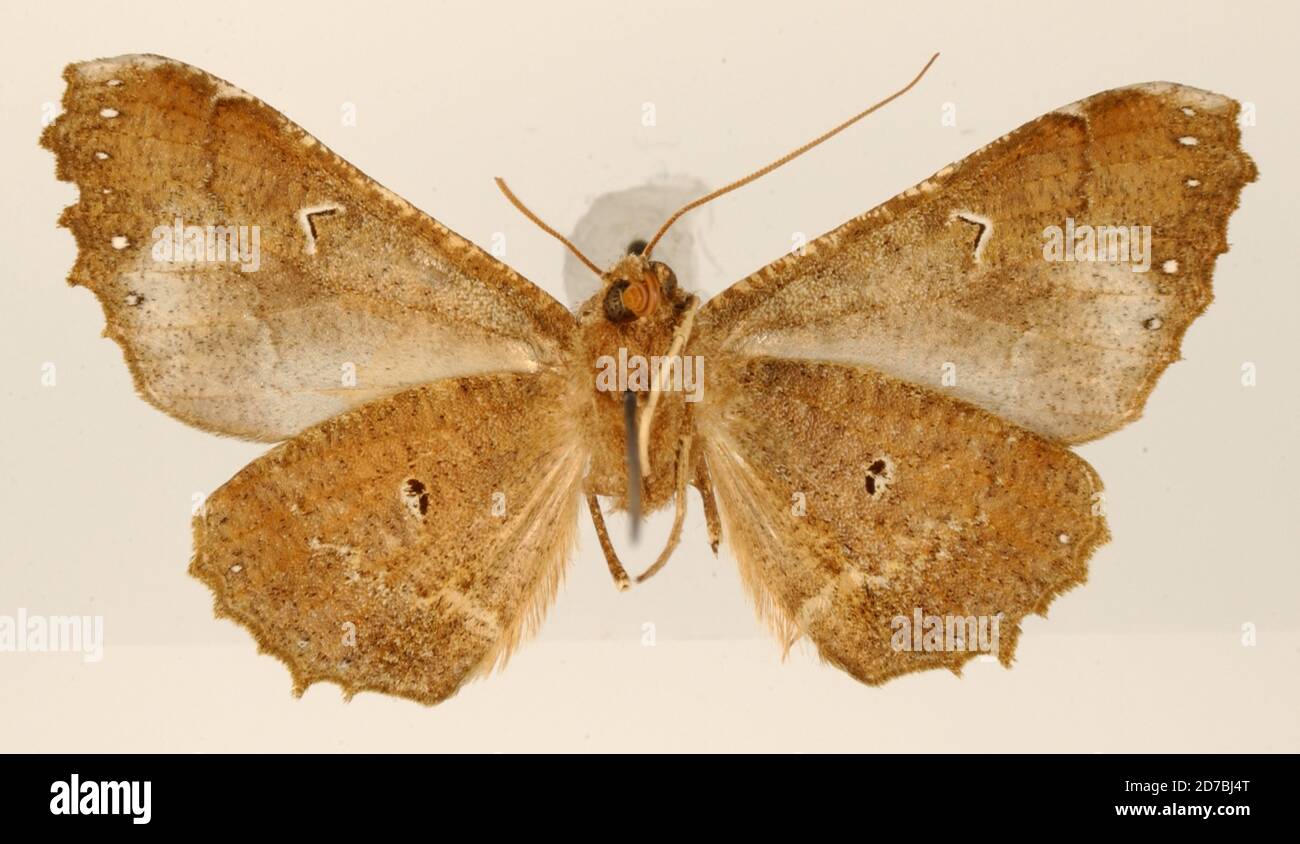 Pinned, Rio Songo, Bolivia, Bolivia, Pero participa Poole, 1987 ...