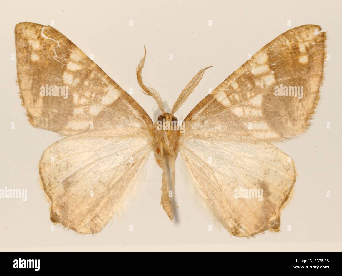 Pinned, Orizaba, Veracruz-Llave, Mexico, Pityeja picta Schaus, 1898 ...