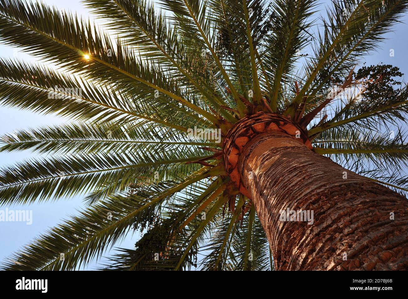 Palmtree palm tree hi-res stock photography and images - Alamy