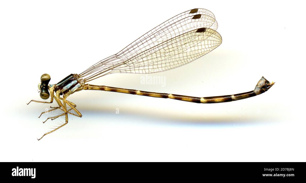 Estancia de la Virgen, El Progresso, Guatemala, Palaemnema domina ...