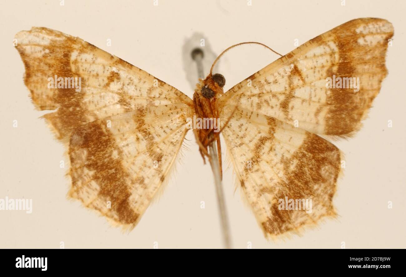 Semiothisa plurimaculata warren hi-res stock photography and images - Alamy