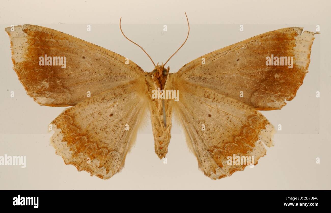 Pinned, Tuis, Costa Rica, Costa Rica, Bonatea praeclara Schaus, 1911 ...