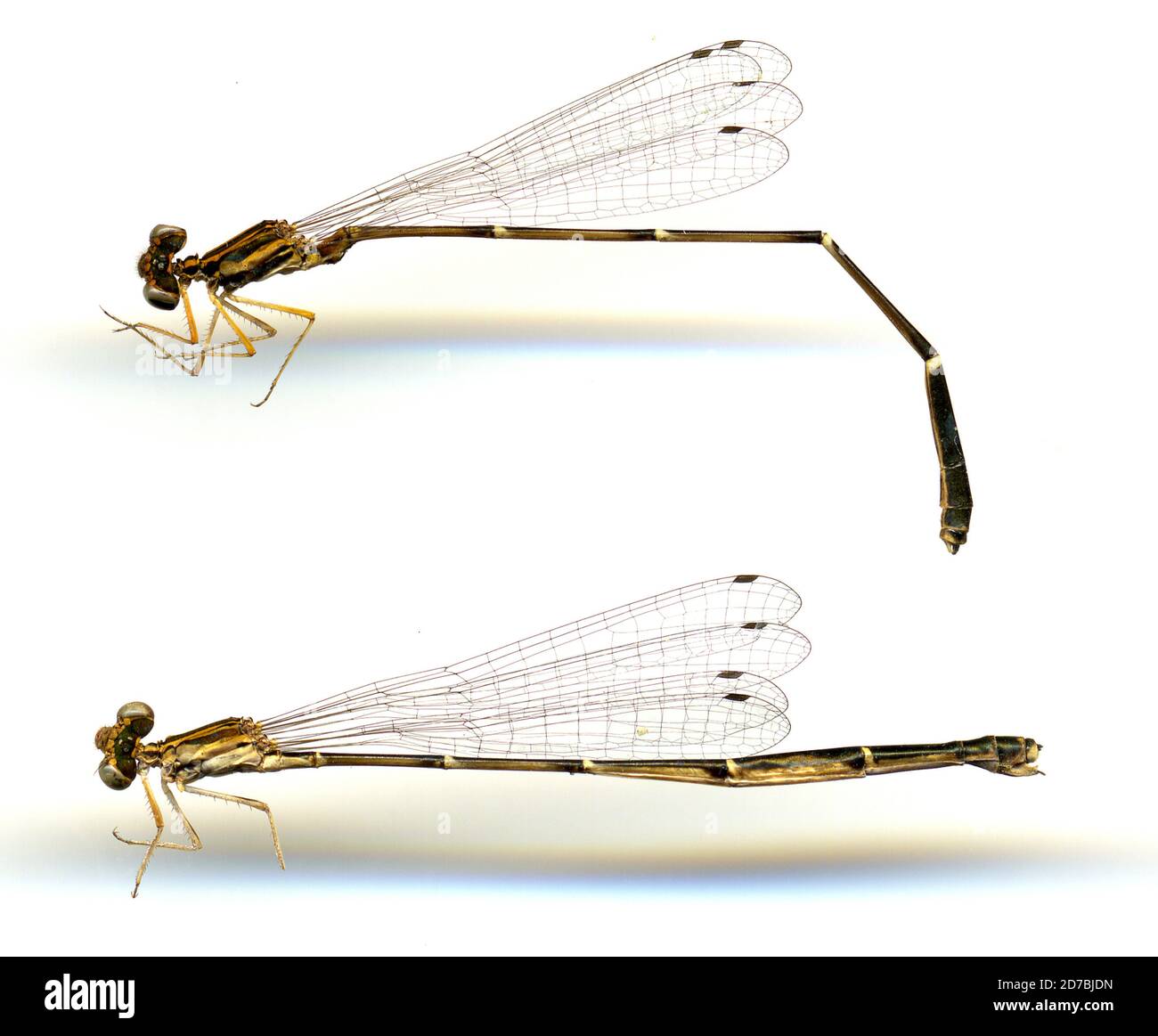 Protoneura cara calvert hi-res stock photography and images - Alamy