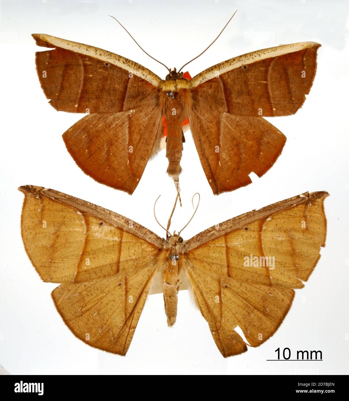 Pinned, Sixola River, Costa Rica, Carillo, Costa Rica, Costa Rica ...