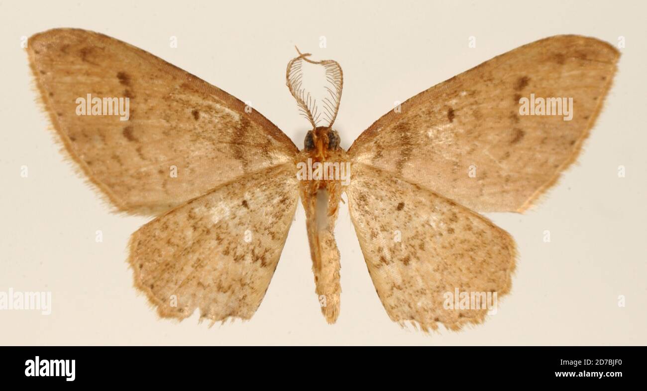 Asthena quadrilatera dognin hi-res stock photography and images - Alamy