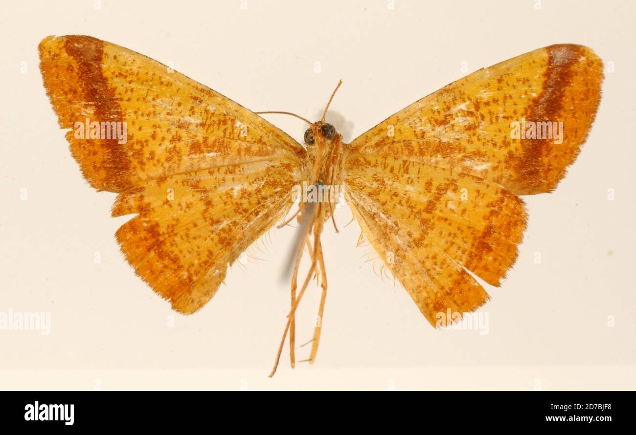 Pinned, Juan Vinas, Costa Rica, Costa Rica, Pyrinia punctilinea Schaus ...