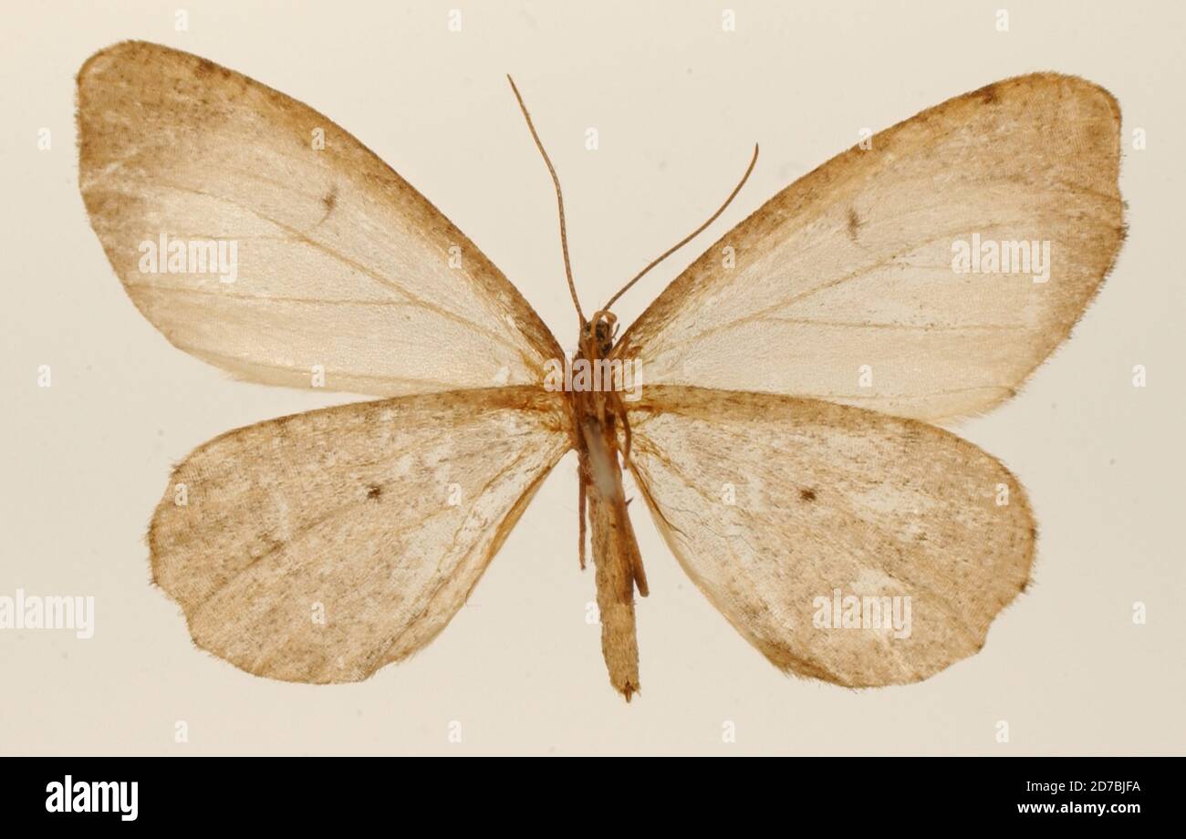 Nipteria punctidisca dognin hi-res stock photography and images - Alamy
