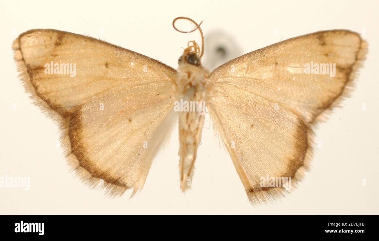 Pinned, Juan Vinas, Costa Rica, Haemalea punctilinea Schaus, 1912 ...