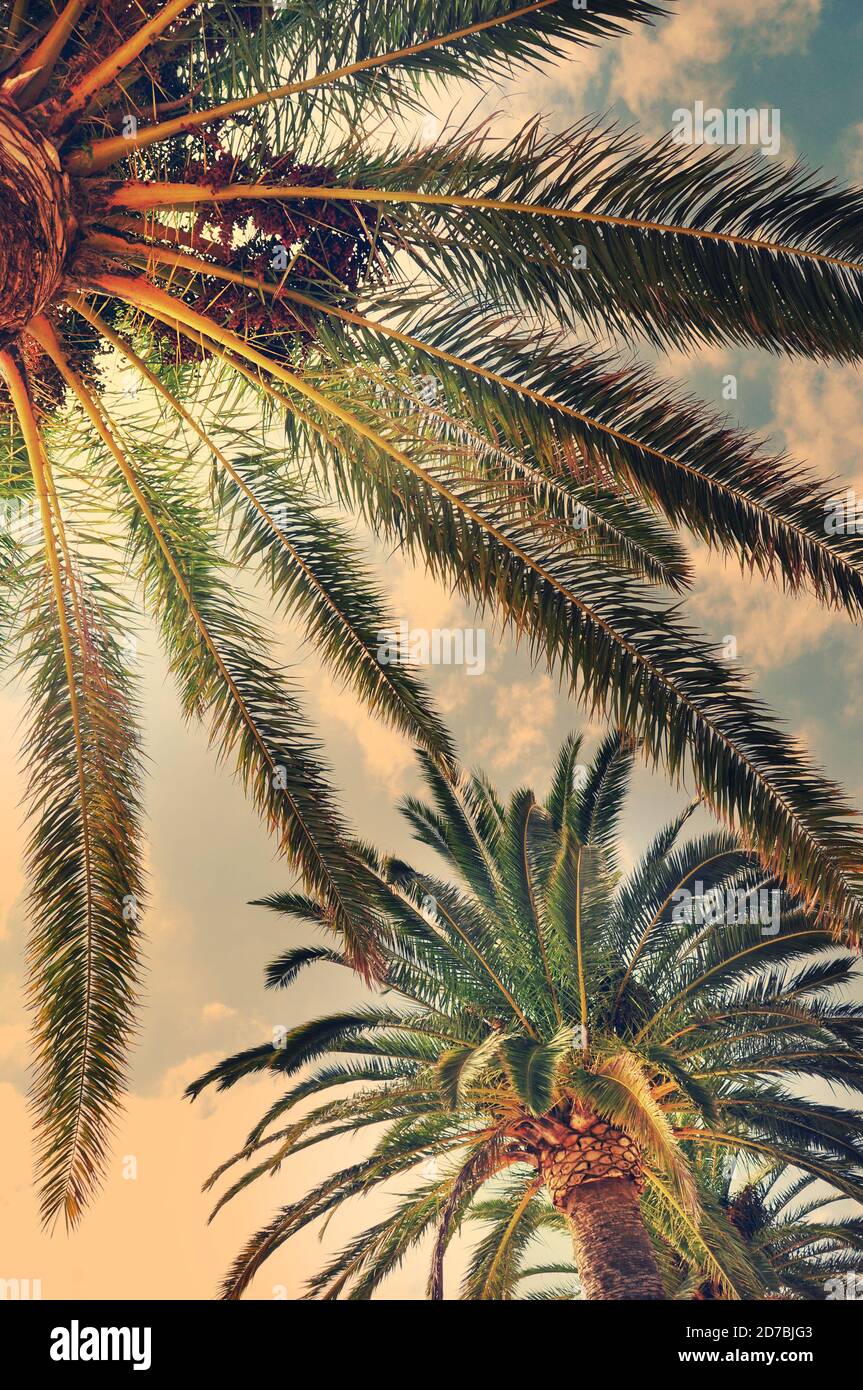 Palmera plant hi-res stock photography and images - Alamy