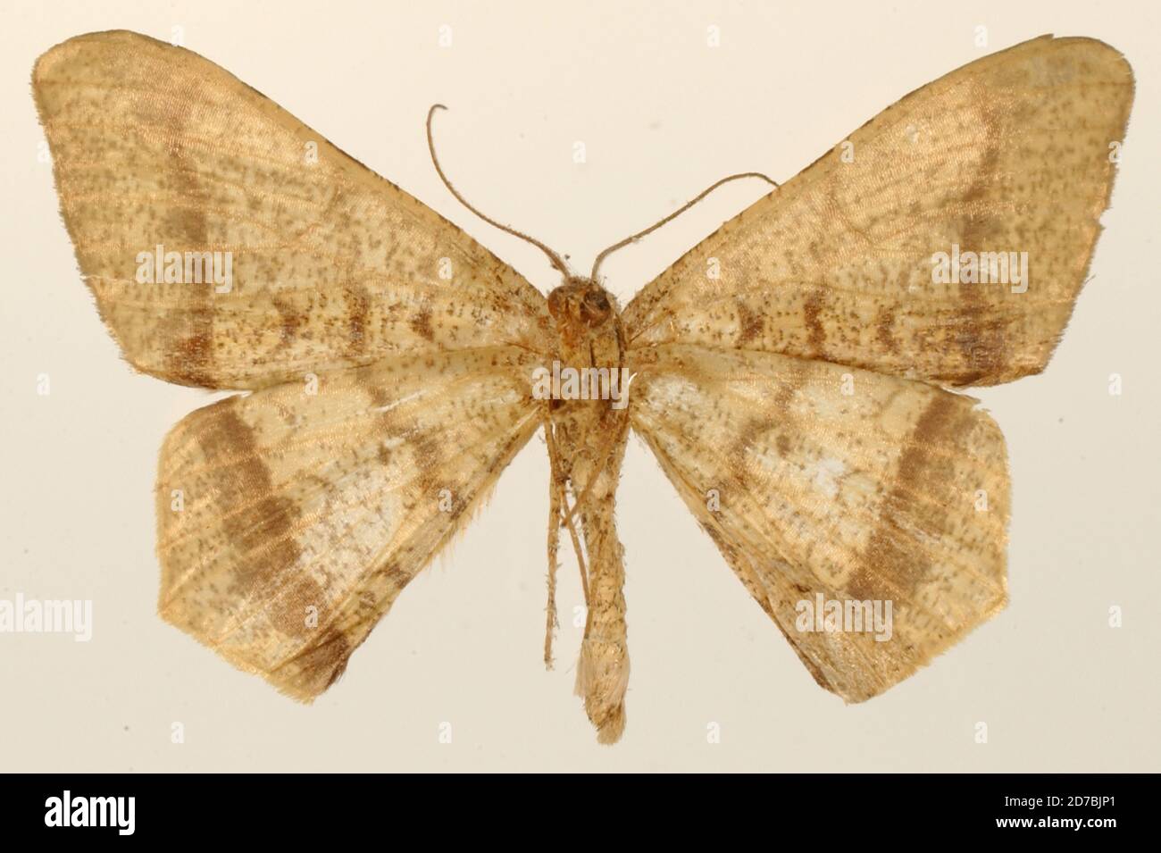 Pinned, Rio Dagua, Colombia, Colombia, Semiothisa sarda Warren, 1906 ...