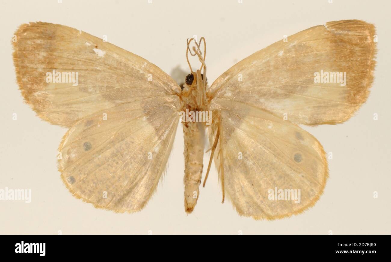 Pinned, Misantla, Mexico, Mexico, Opisthoxia salubaea Dyar, 1912 ...