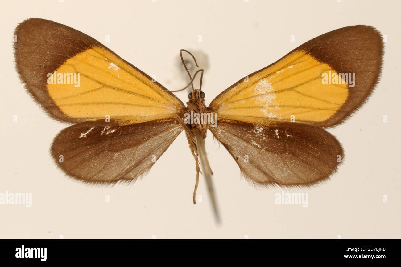 Mennis sceata schaus hi-res stock photography and images - Alamy