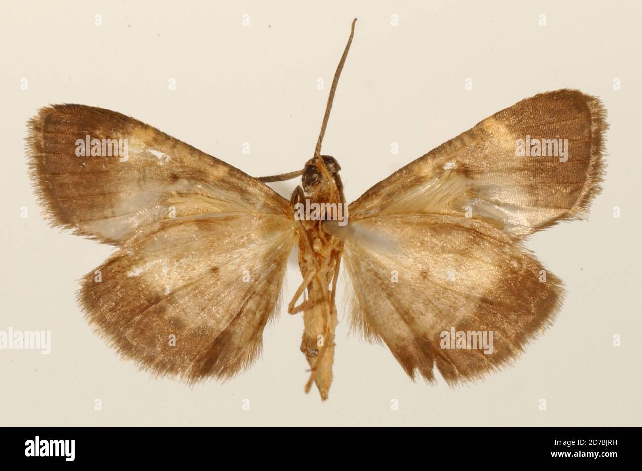 Pinned, Peru, Trichogompha saumayaria Schaus, 1923, Animalia ...
