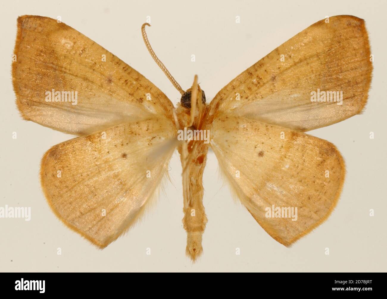 Pinned, Santiago, Cuba, Cuba, Drepanodes santiago Schaus, 1923 ...