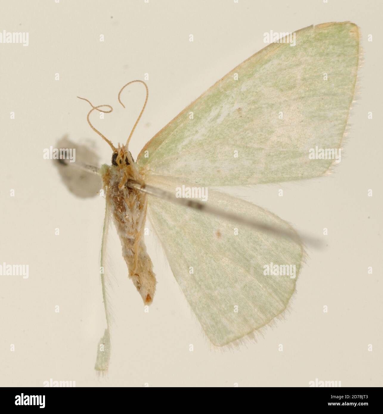 Lissochlora hi-res stock photography and images - Alamy