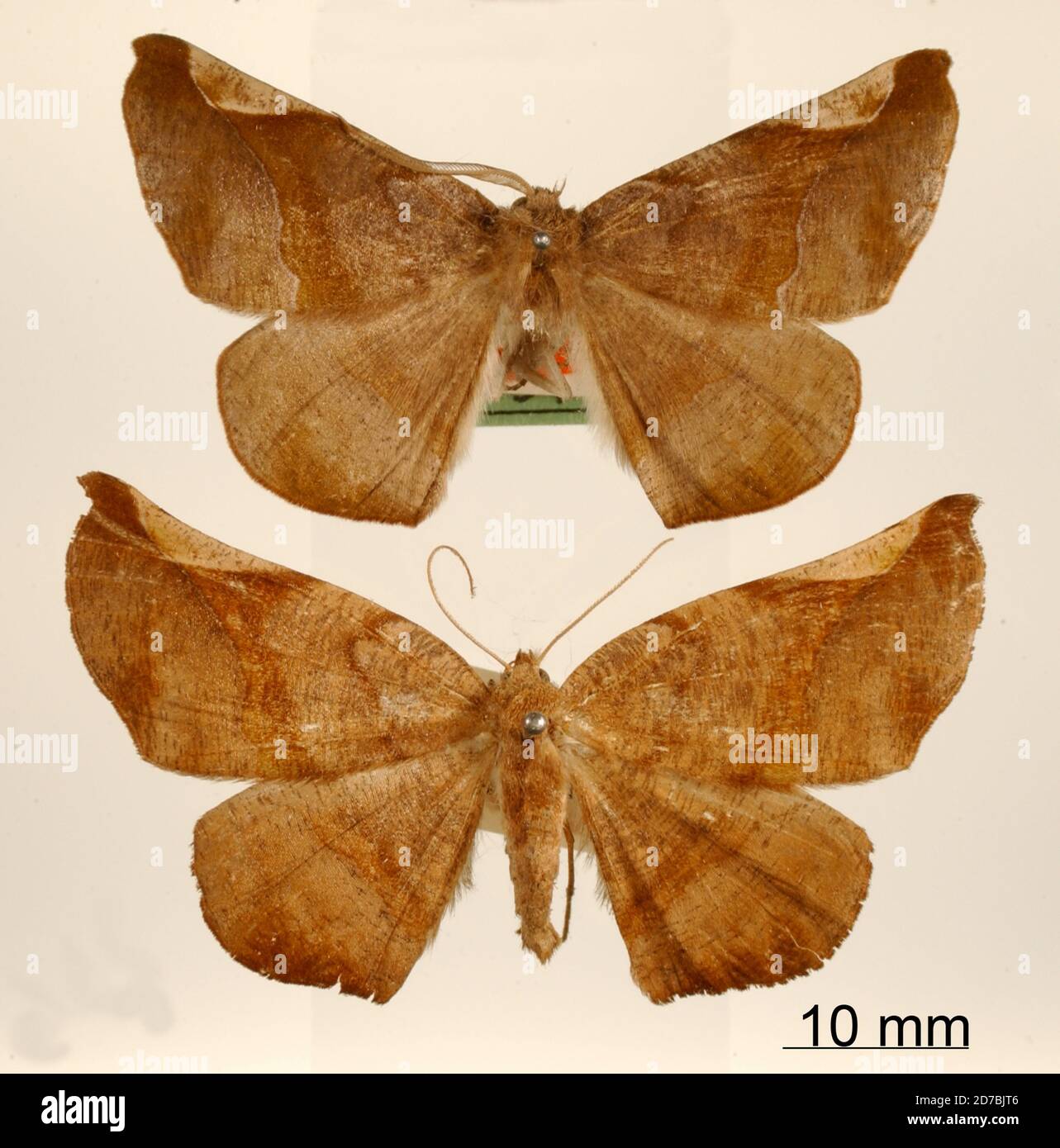 Pinned, Mount Poas, Costa Rica, Costa Rica, Macrolyrcea sceva Schaus ...