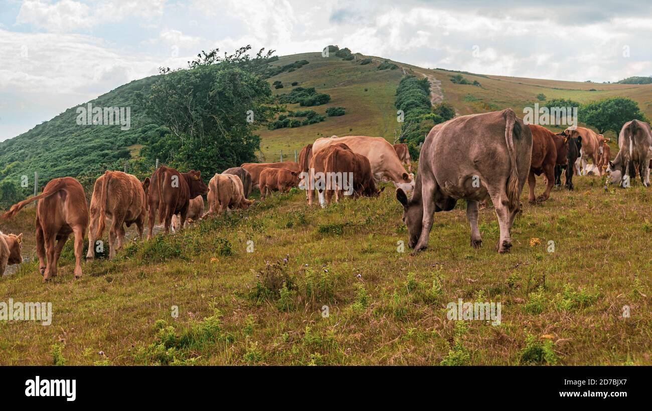 Cow herd walking and grazing on fle hillside field, free range cows ...