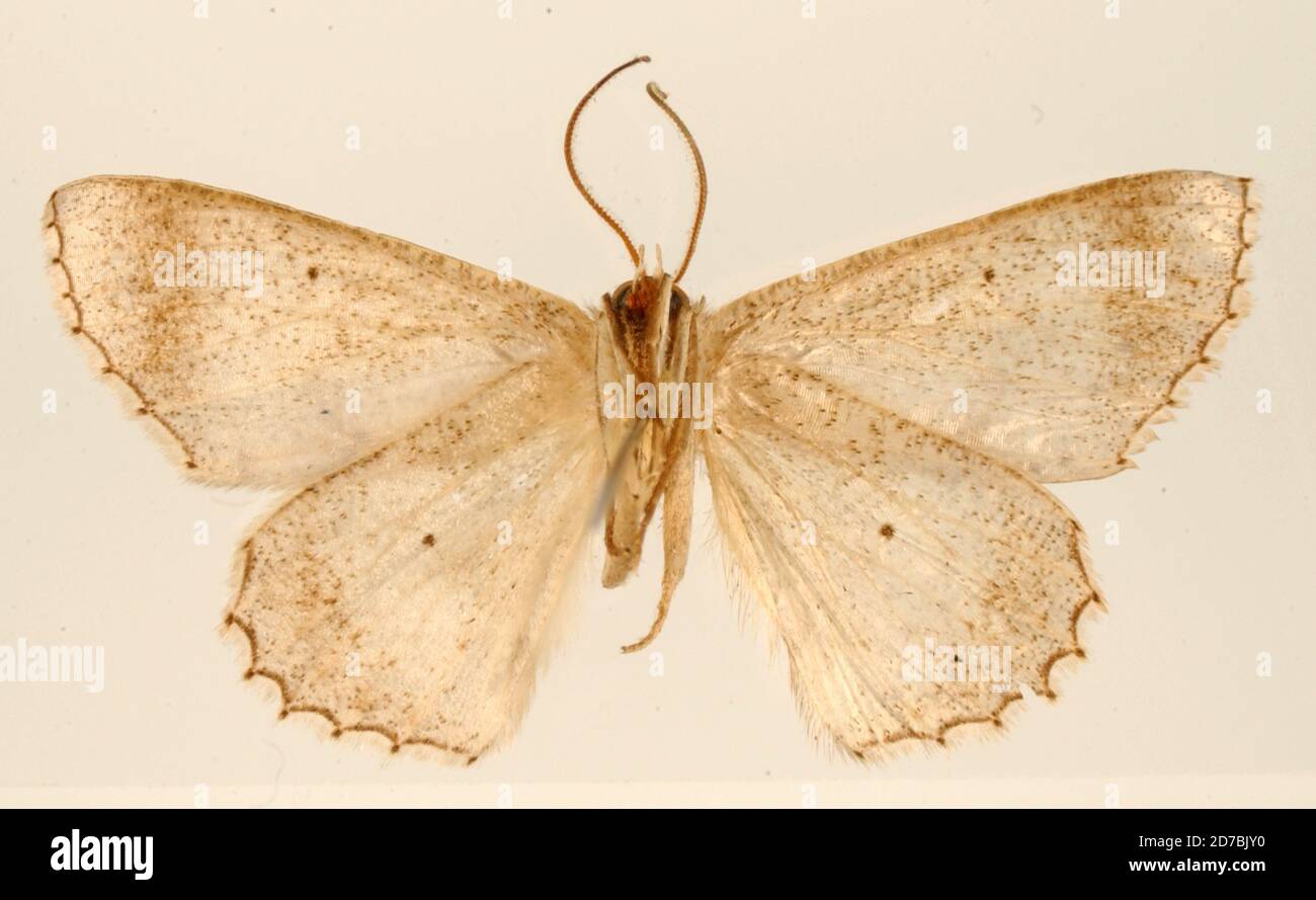 Pinned, Sitio, Costa Rica, Isochromodes sheila Schaus, 1911, Animalia ...