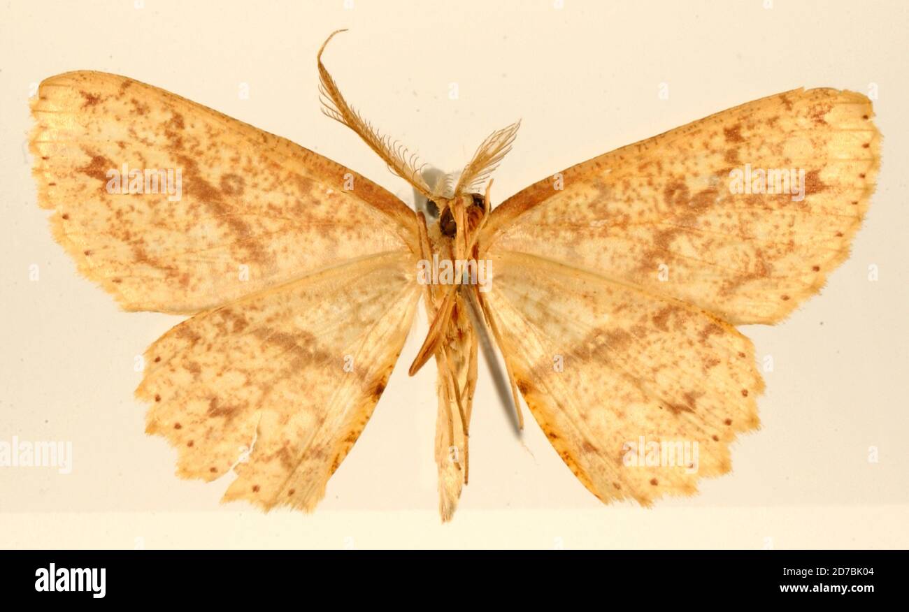 Pinned, Juan Vinas, Costa Rica, Anisodes silas Schaus, 1912, Animalia ...