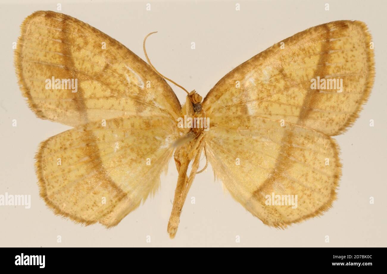 Melinodes simplaria dognin hi-res stock photography and images - Alamy