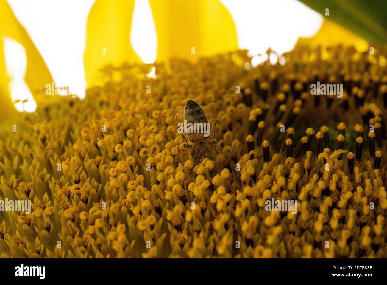 Bee working on giant turntable Stock Photo - Alamy