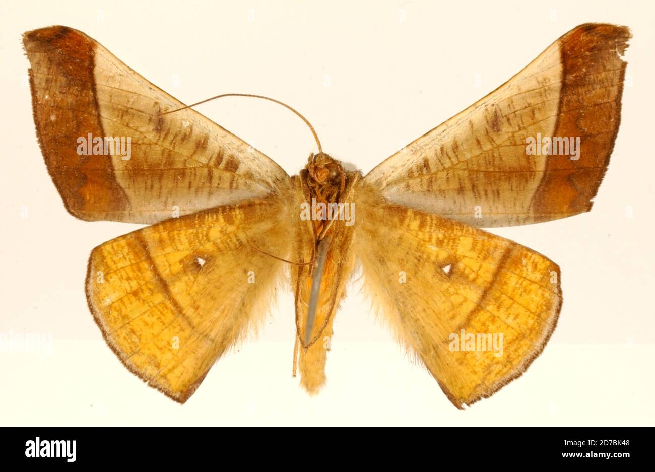 Pinned, Environs de Loja, Ecuador, Ecuador, Brotis studiosa Dognin ...