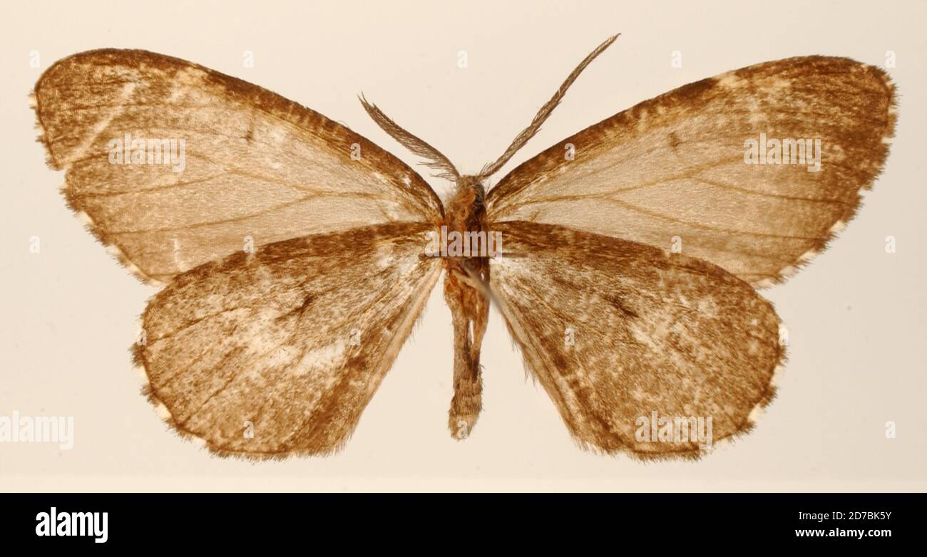 Nipteria subnigrata dognin hi-res stock photography and images - Alamy