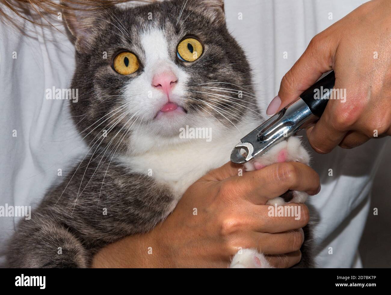 Woman cuts funny cat claws with clipper, trimmer. Animal Grooming. Pet ...
