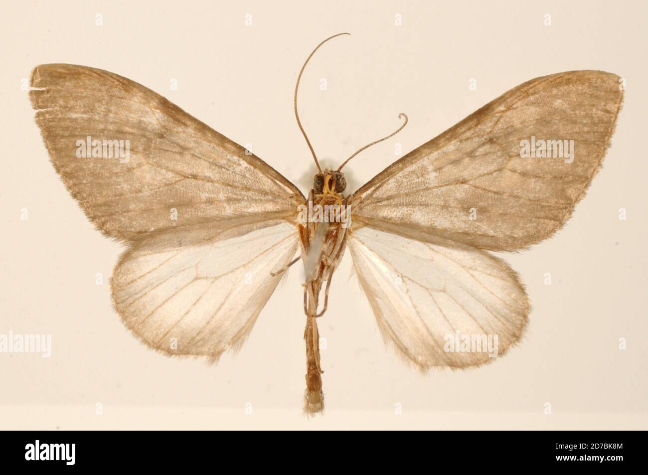Pinned, Bolivia, Graphidipus subpisciata Dognin, 1903, Animalia ...