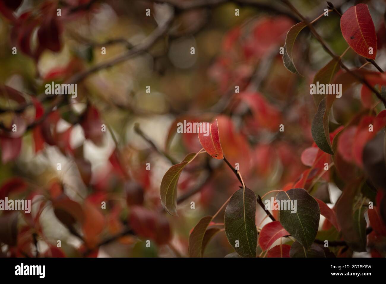 Colorful background of autumn leaves. Tree branch with autumn leaves ...