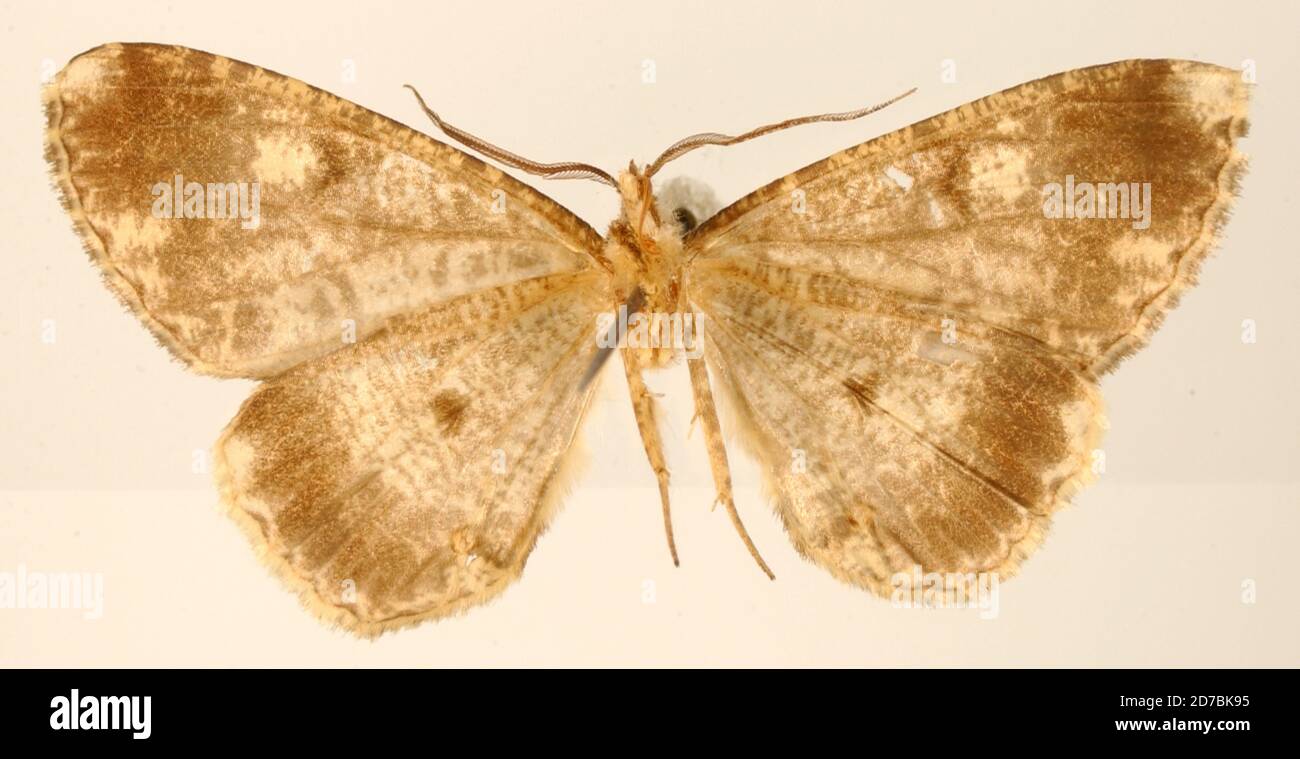 Pinned, San Antonio, Colombia, Colombia, Pherotesia subsimilis Dognin ...