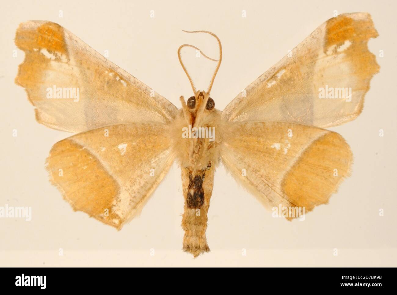 Pero suffusa poole hi-res stock photography and images - Alamy