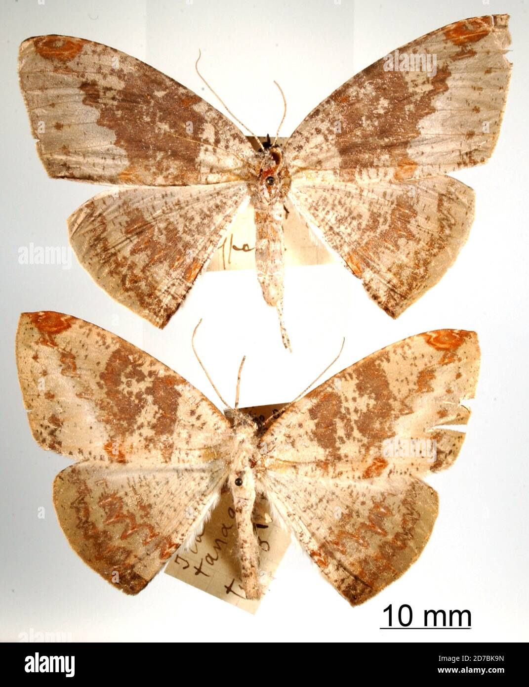 Pinned, Rio Songo, Bolivia, Bolivia, Ira tanagra Dognin, 1923, Animalia ...