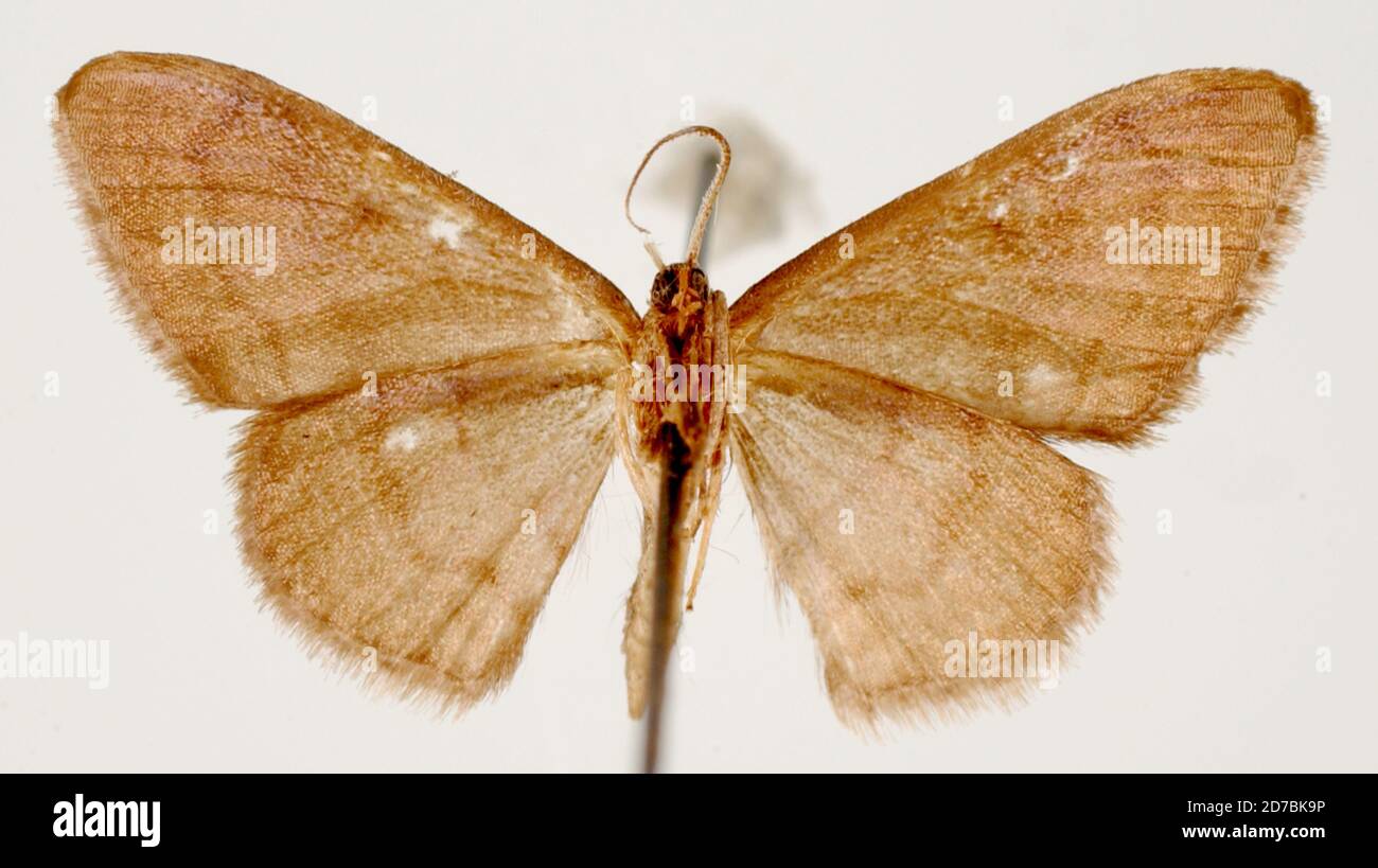 Pinned, Environs de Loja, Loja, Ecuador, Craspedia taciturna Dognin ...