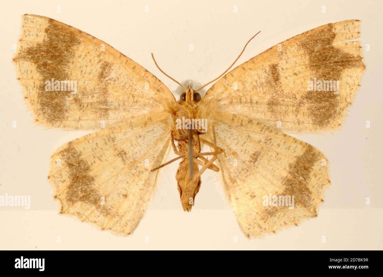 Pinned, Aroa, Venezuela, Venezuela, Mimogonodes subsignata Warren, 1906 ...