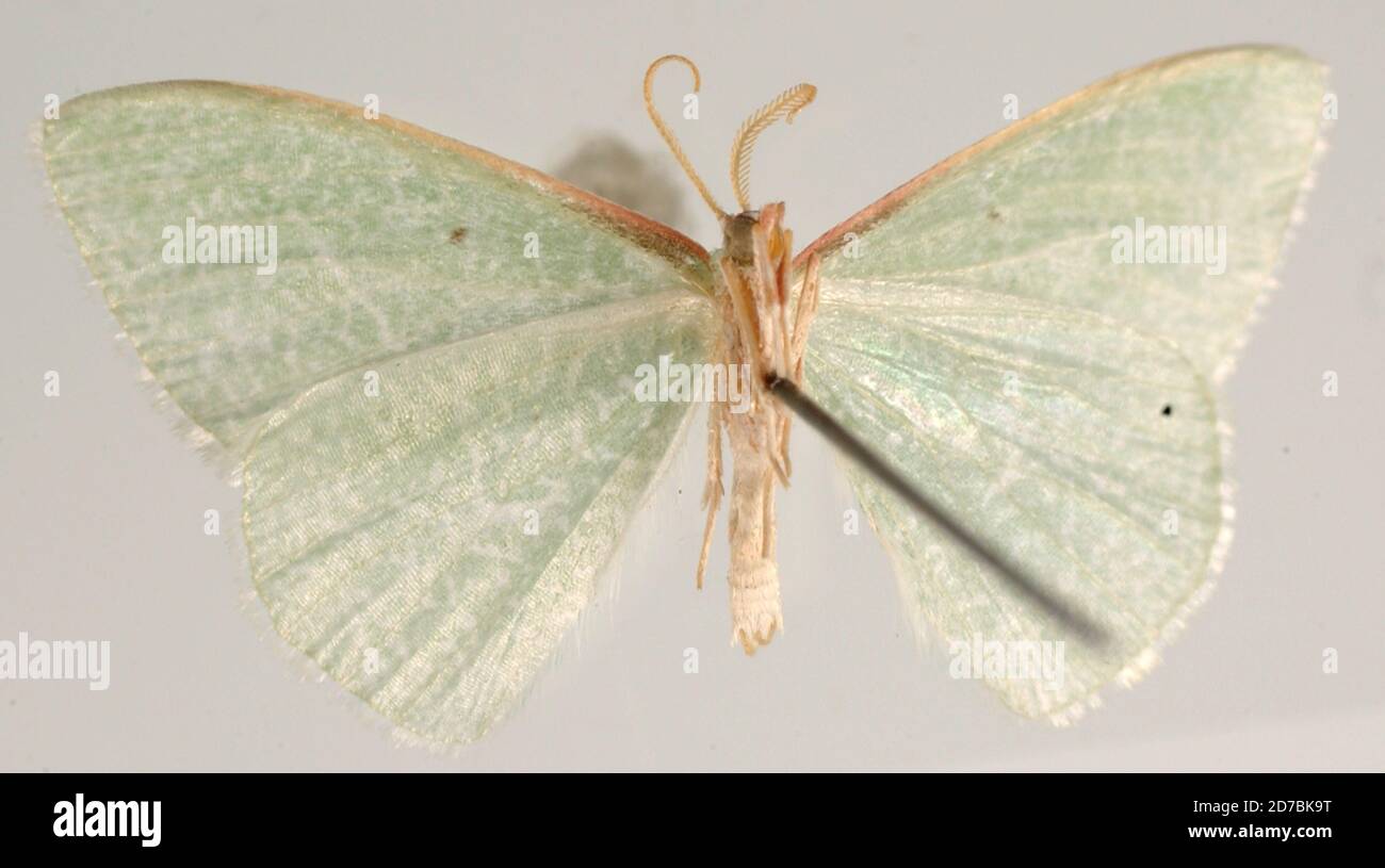 Pinned, Near Mexico City, Mex, Distrito Federal, Mexico, Racheospila ...