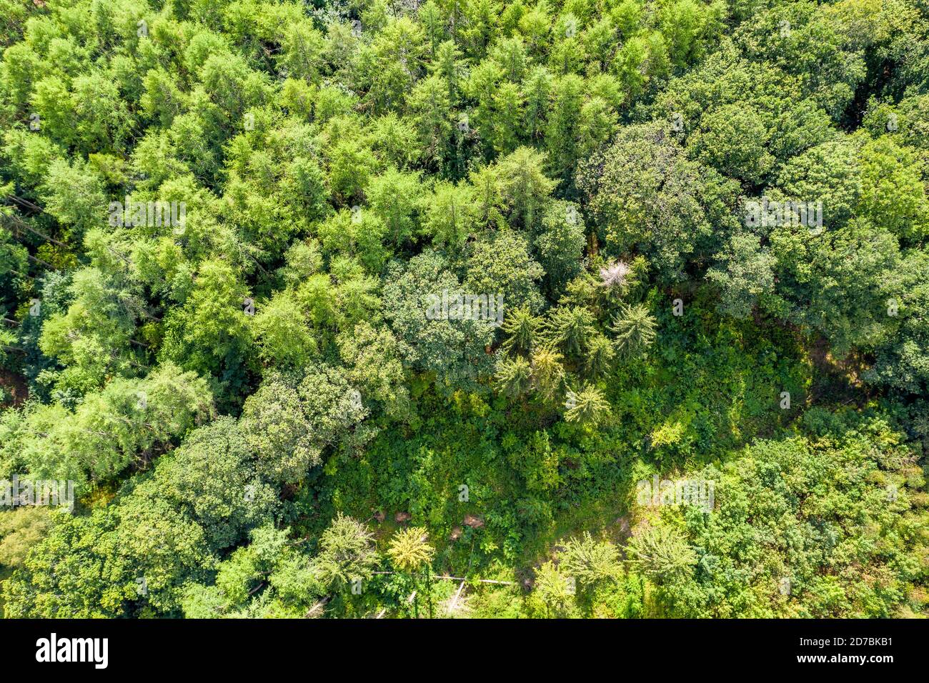 Forest top down hi-res stock photography and images - Alamy