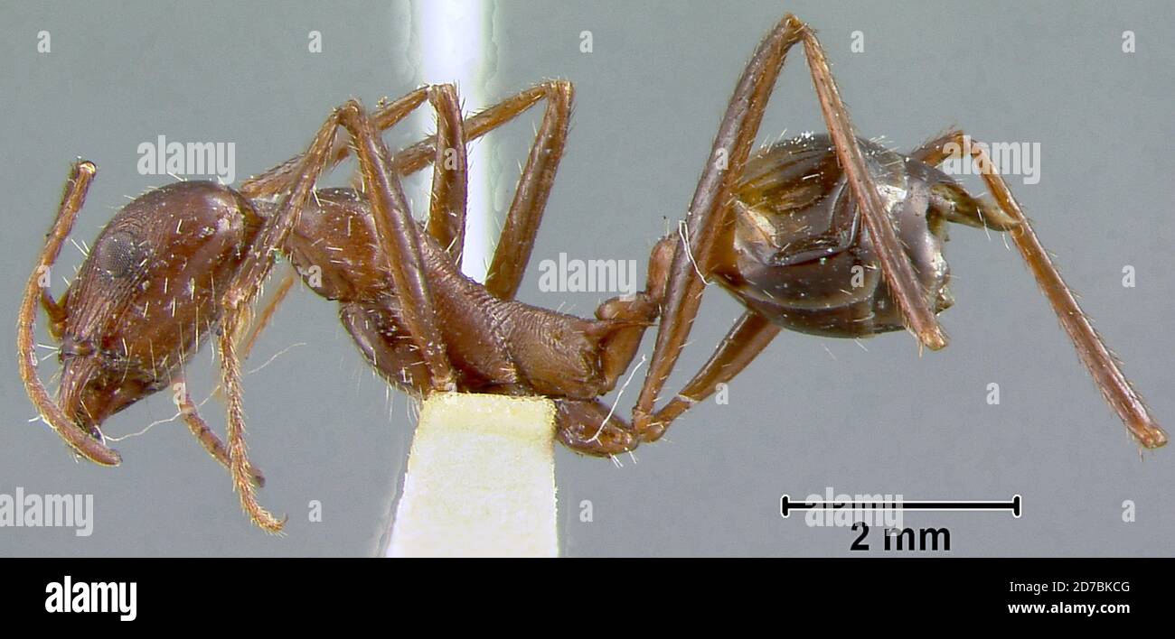 Andre-Montezuma, in chihuahua, Mexico, Aphaenogaster (Ischnomyrmex ...
