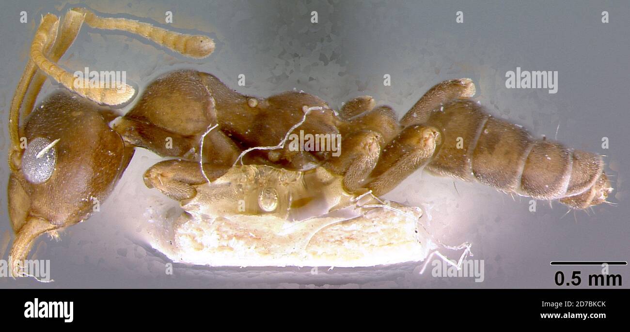 Congo, Oecophylla longinoda var. annectens Wheeler, Animalia ...