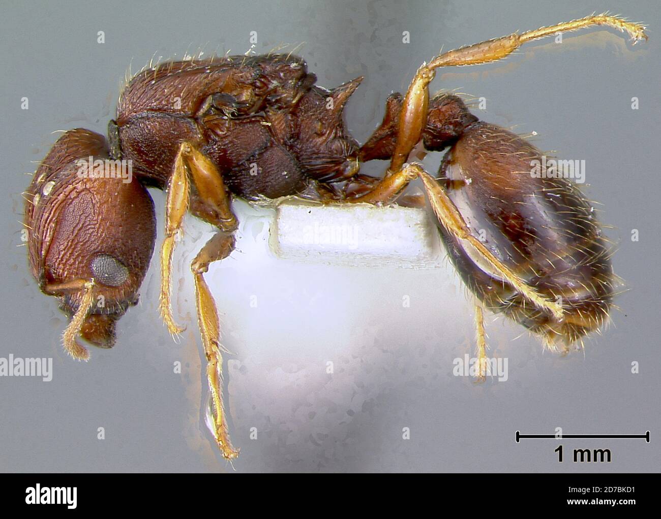 Ants Fiji