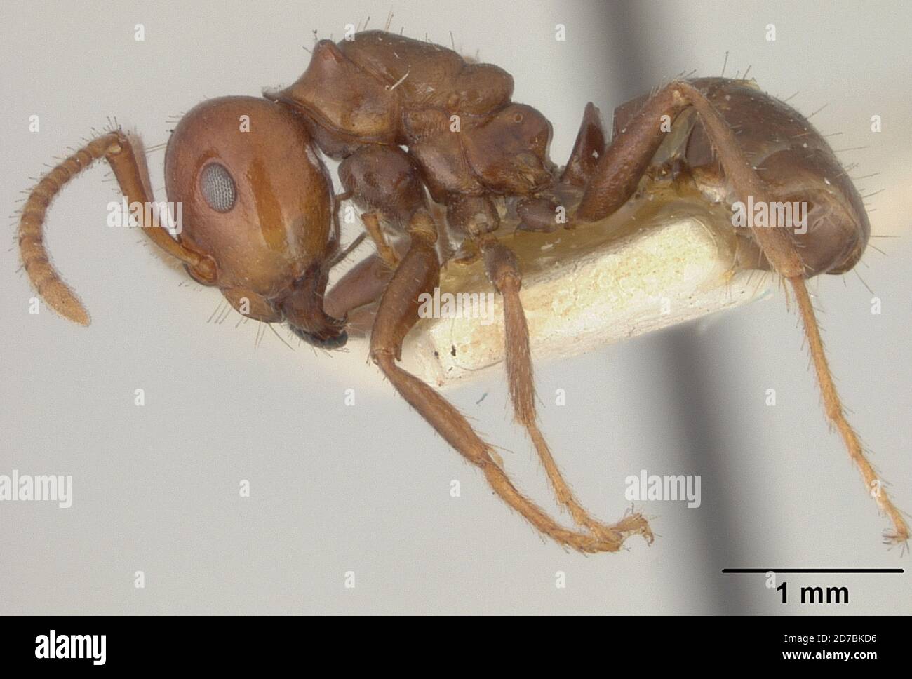 Notoncus gilberti annectens wheeler hi-res stock photography and images ...