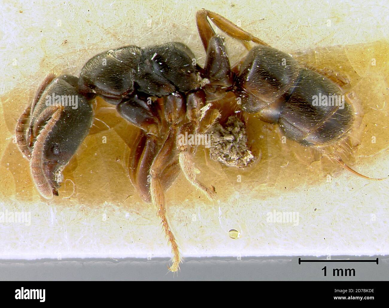 Costa Rica, Ponera cognata Emery, 1896, Animalia, Arthropoda, Insecta ...