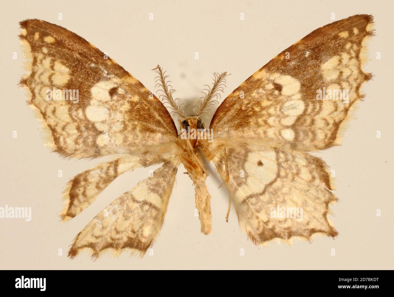 Cambogia toporata schaus hi-res stock photography and images - Alamy