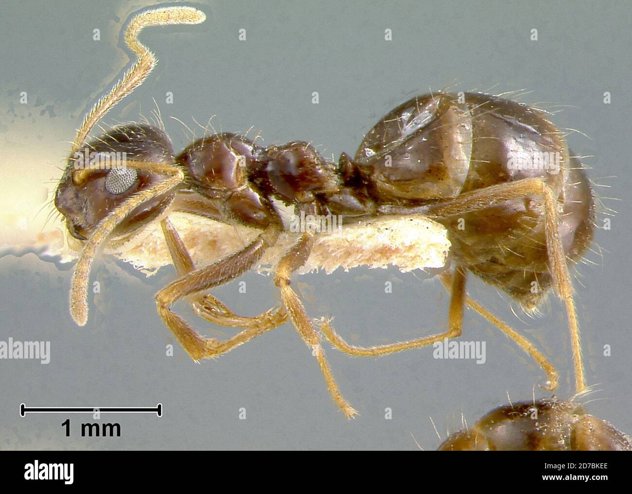 Volcan de Colima, Colima, Mexico, Prenolepis imparis var. colimana ...