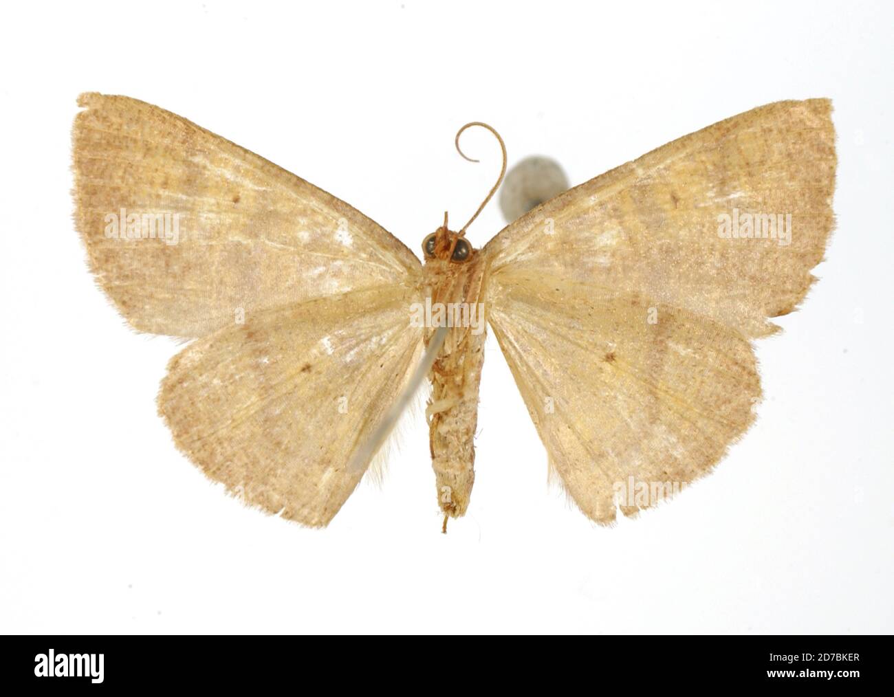 Pinned, Juan Vinas, Costa Rica, Costa Rica, Petelia umbrosa Schaus ...