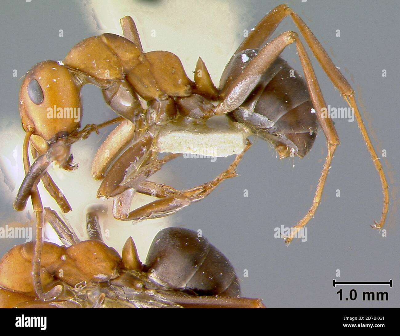 Formica microgyna var californica wheeler hi-res stock photography and ...